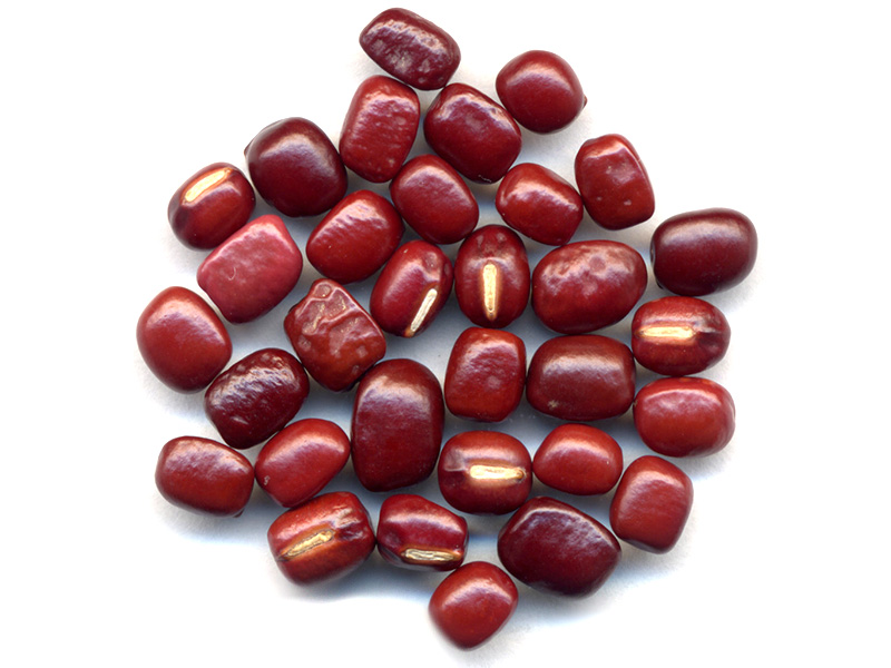 Phaseolus Seed (Chi Xiao Dou) – HerbalShop