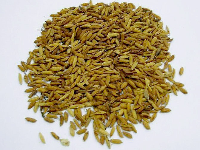 Germinated Millet (Gu Ya) – HerbalShop